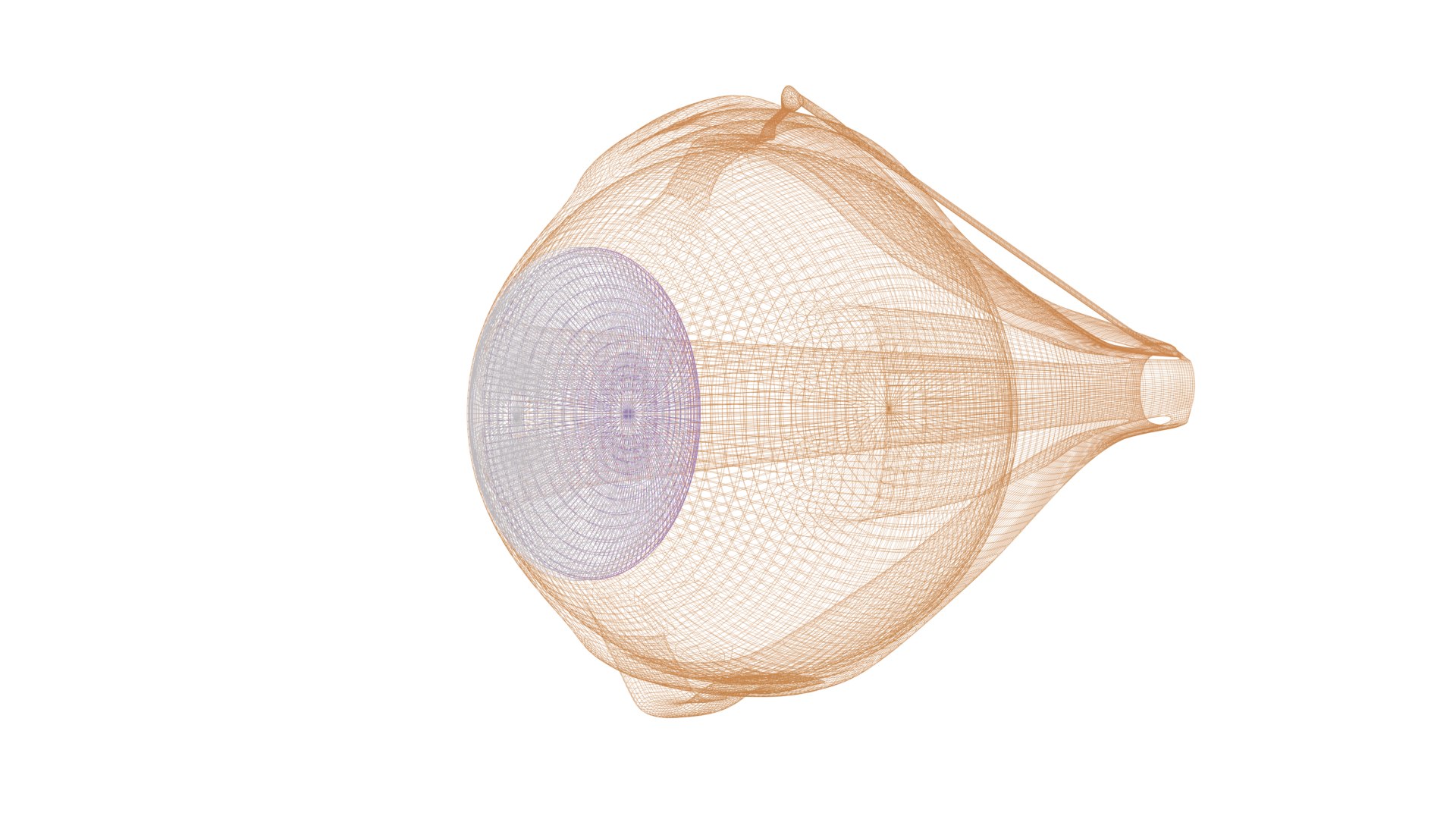 3D Human Eye Anatomy 3d Model - TurboSquid 2463970