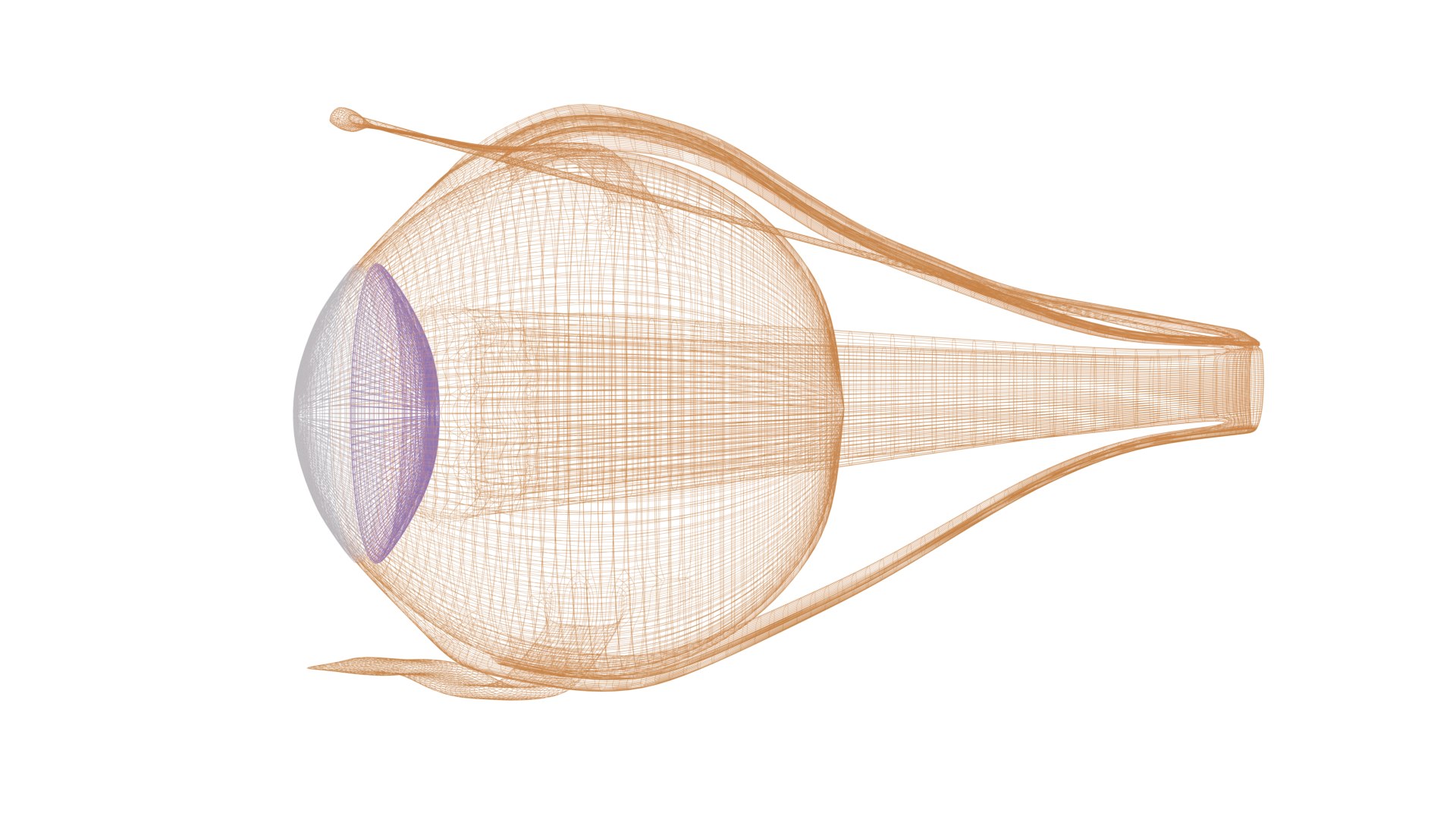 3D Human Eye Anatomy 3d Model - TurboSquid 2463970