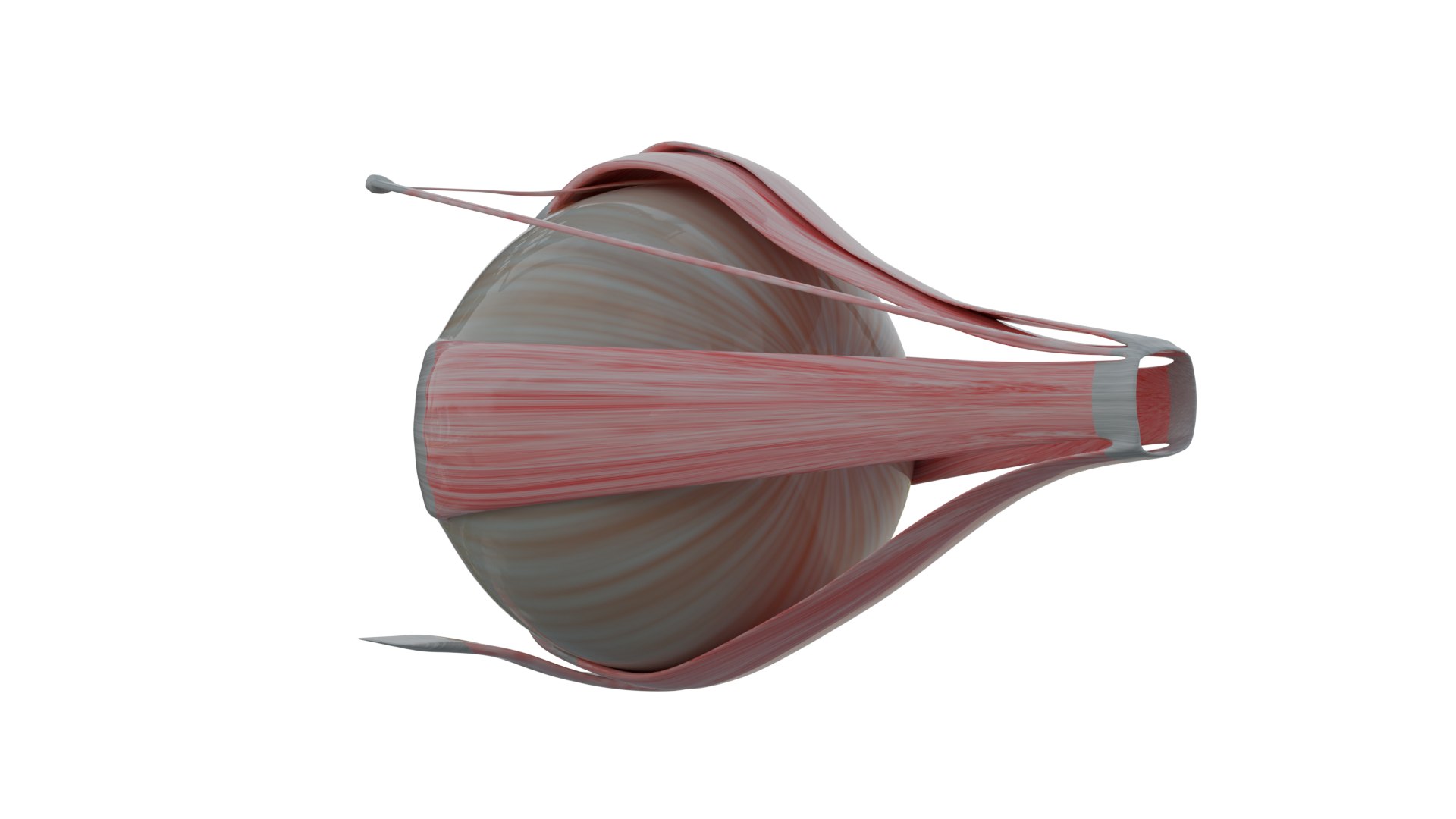 3D Human Eye Anatomy 3d Model - TurboSquid 2463970