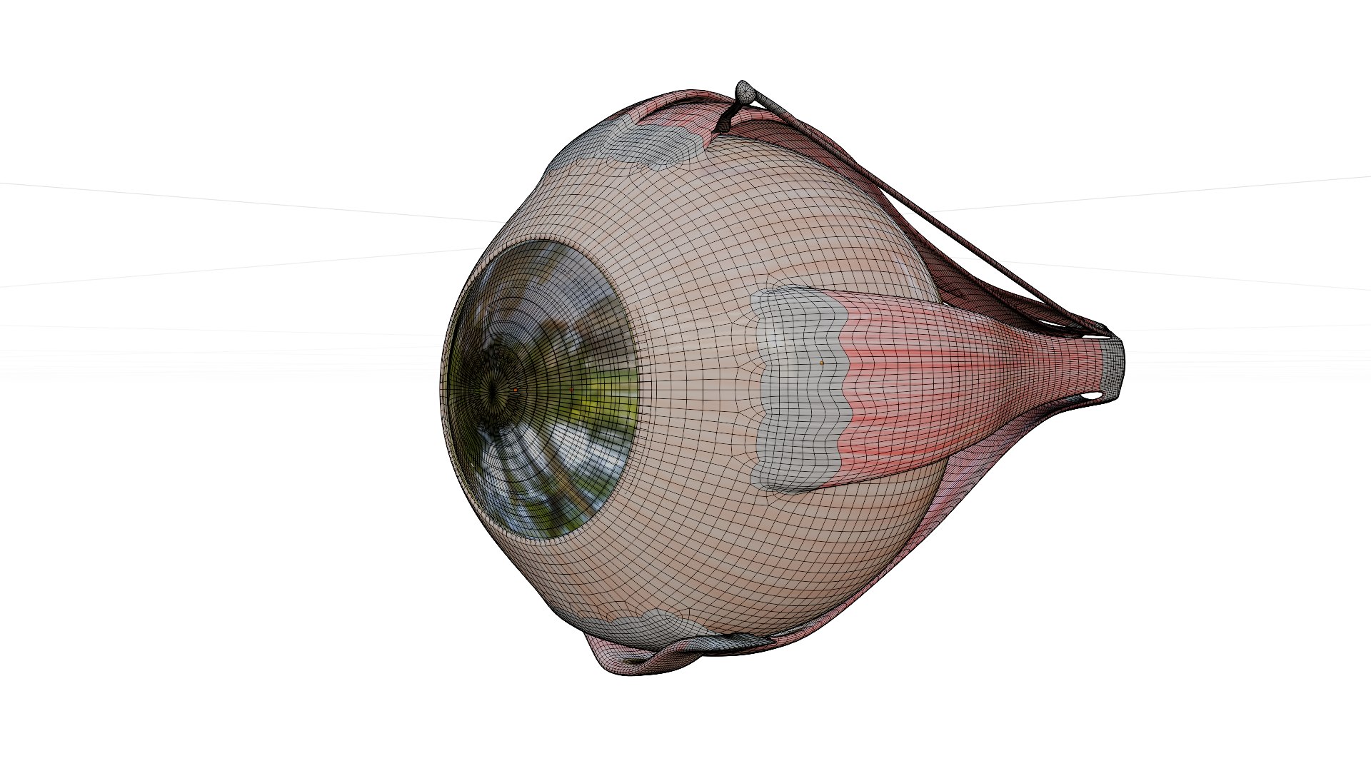 3D Human Eye Anatomy 3d Model - TurboSquid 2463970