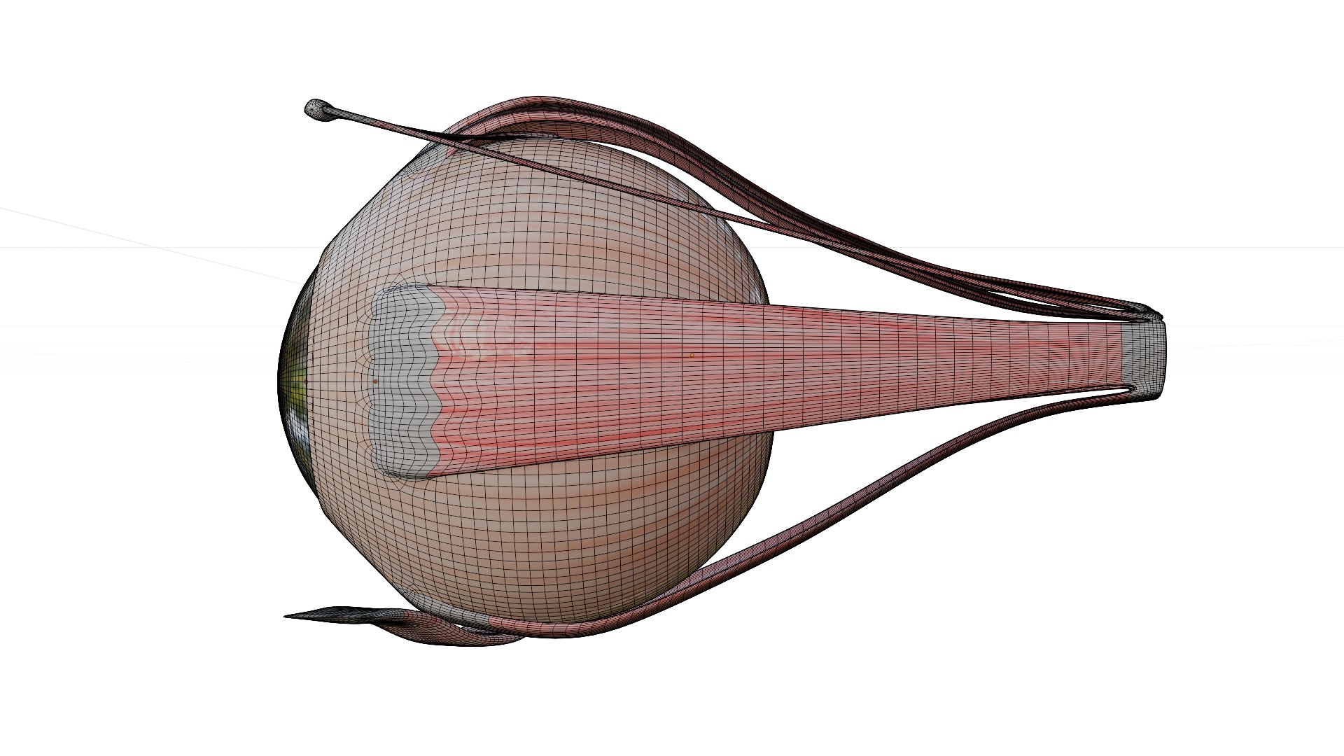 3D Human Eye Anatomy 3d Model - TurboSquid 2463970