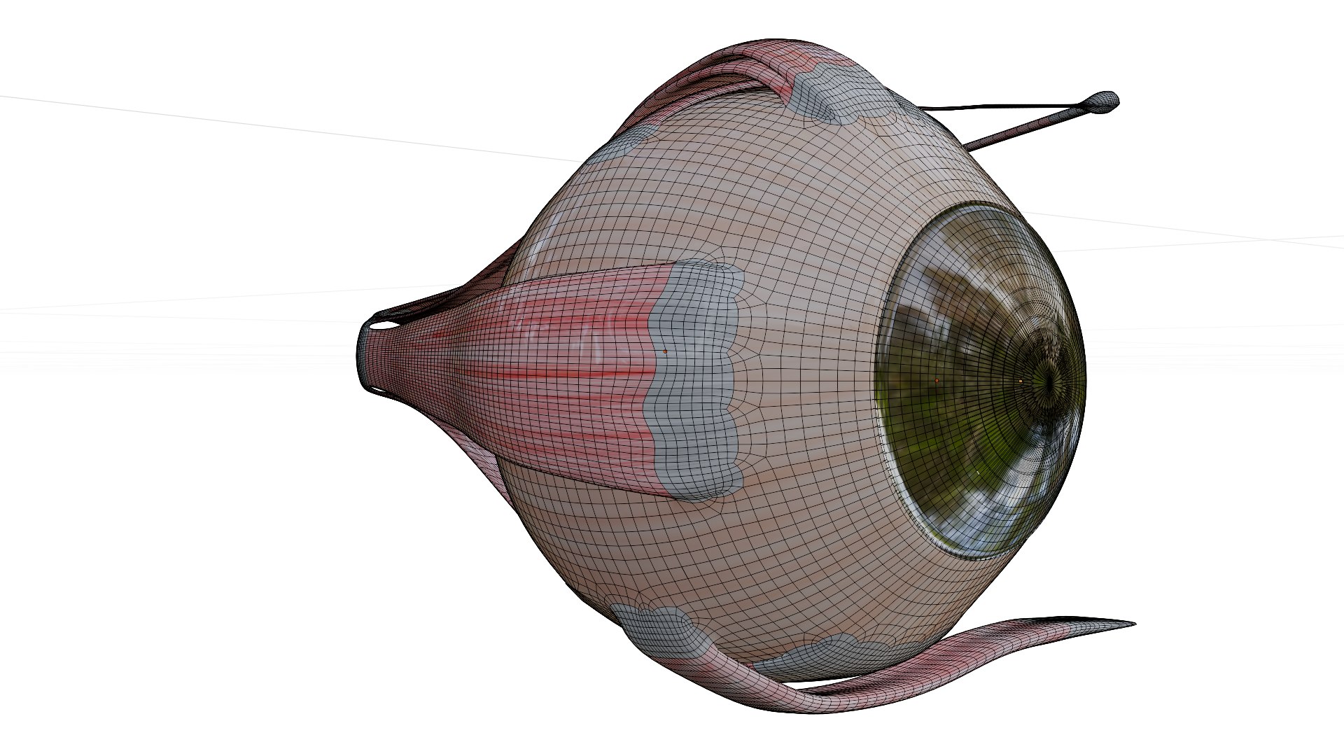3D Human Eye Anatomy 3d Model - TurboSquid 2463970