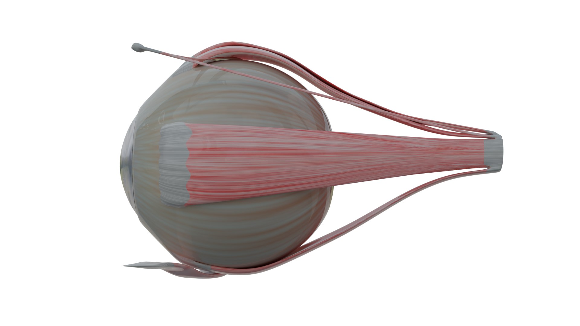 3D Human Eye Anatomy 3d Model - TurboSquid 2463970