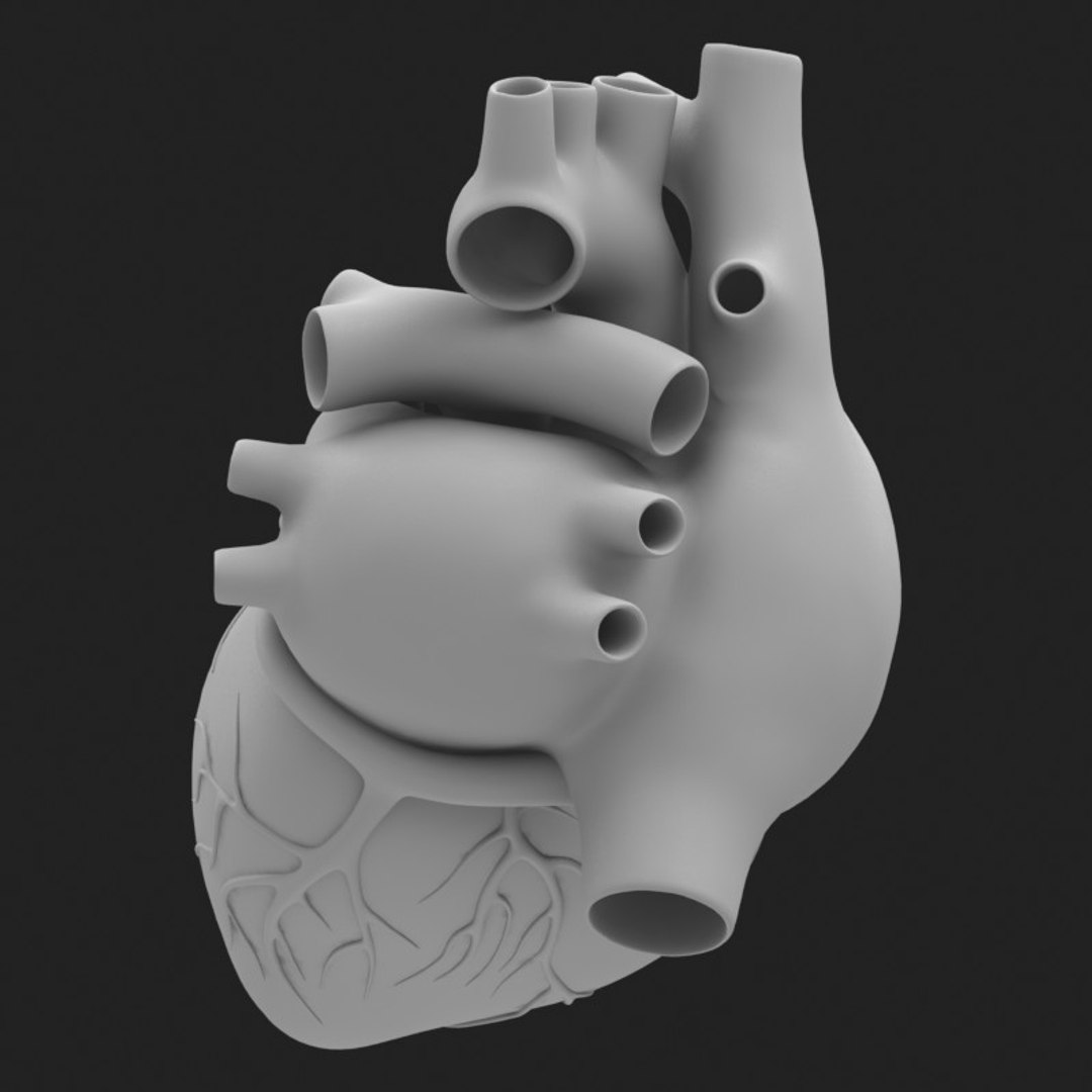 Human Heart Solidworks 3d Model