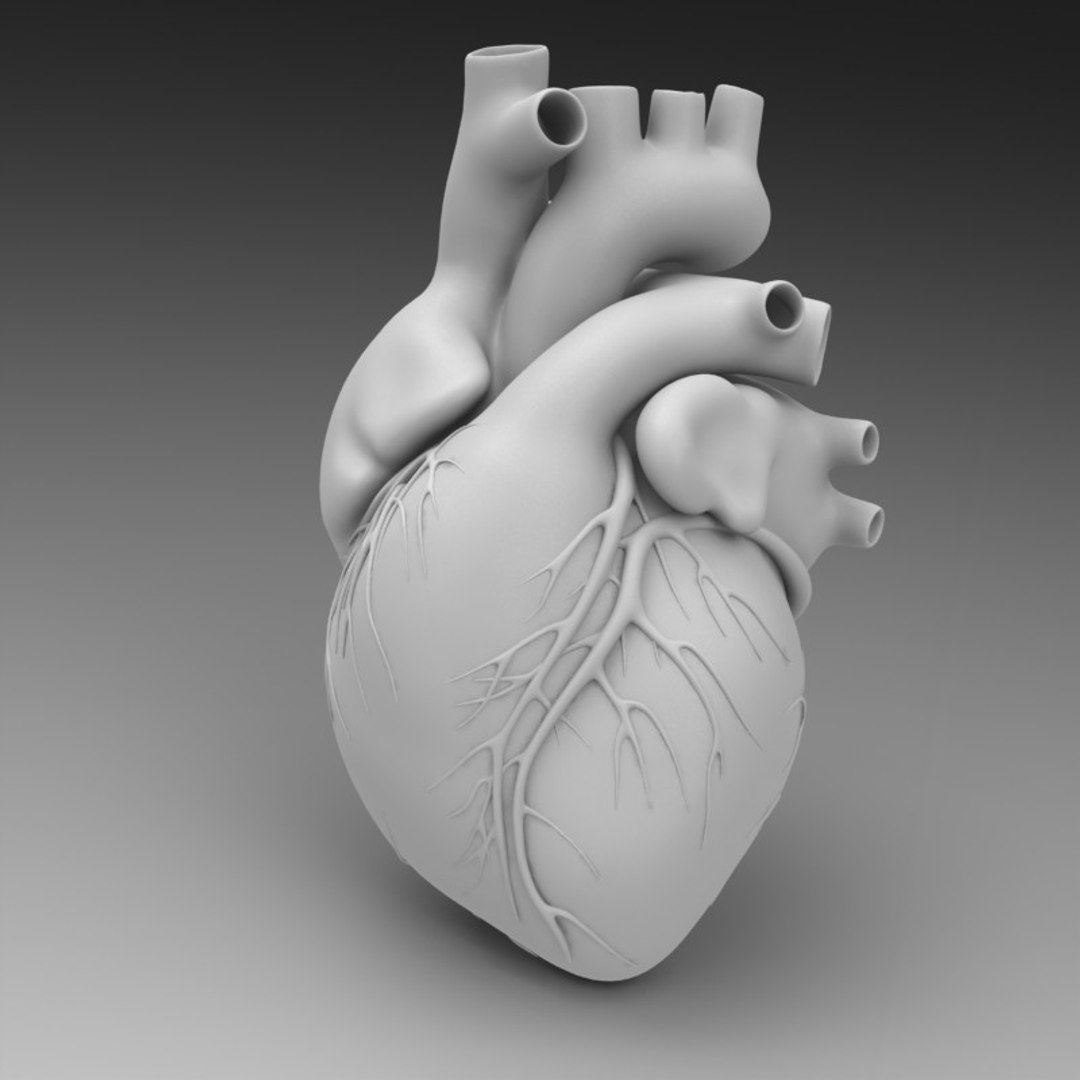 Human Heart Solidworks 3d Model