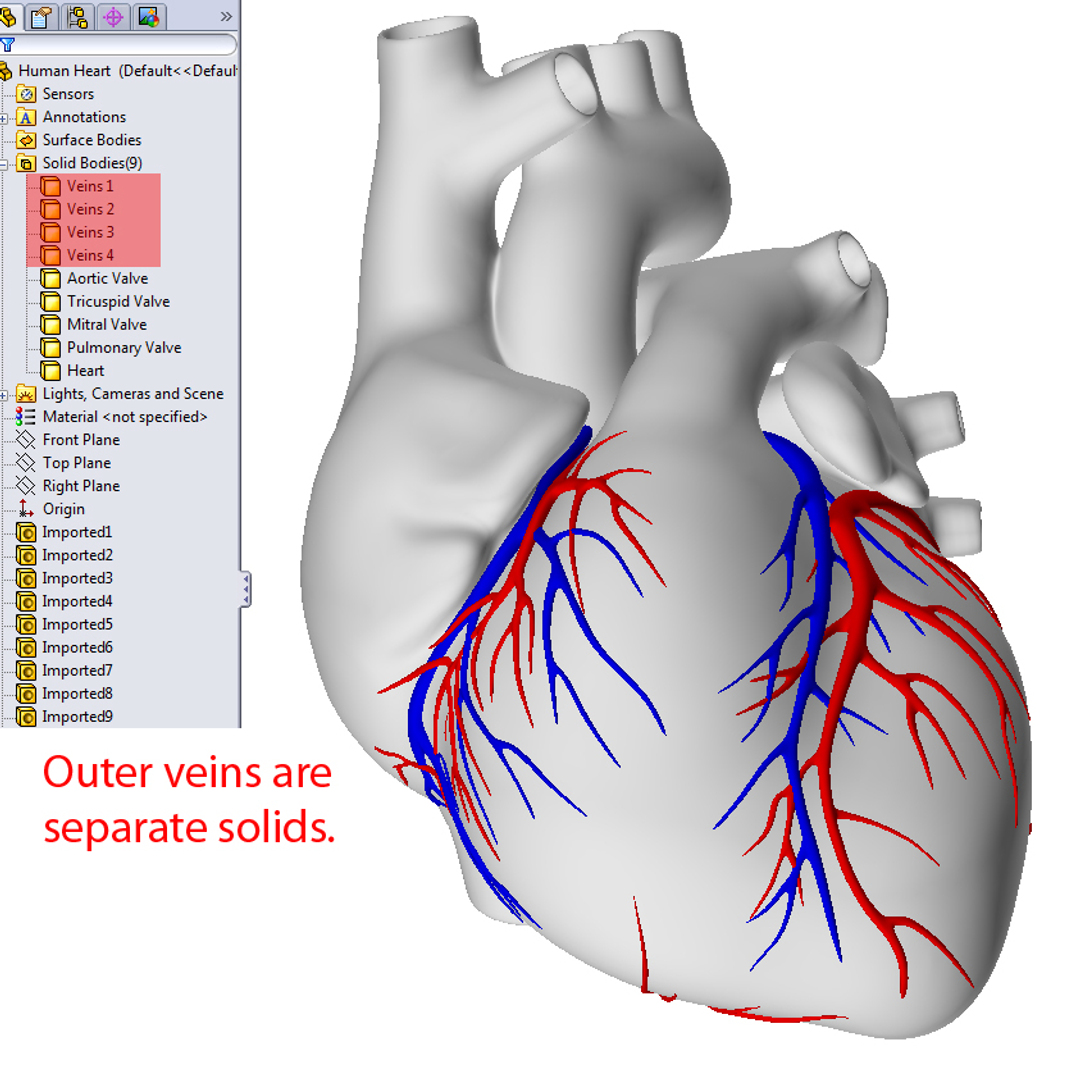 human heart solidworks 3d model