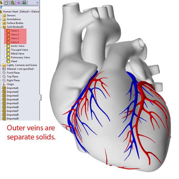 human heart solidworks 3d model