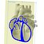 Human Heart Solidworks 3d Model