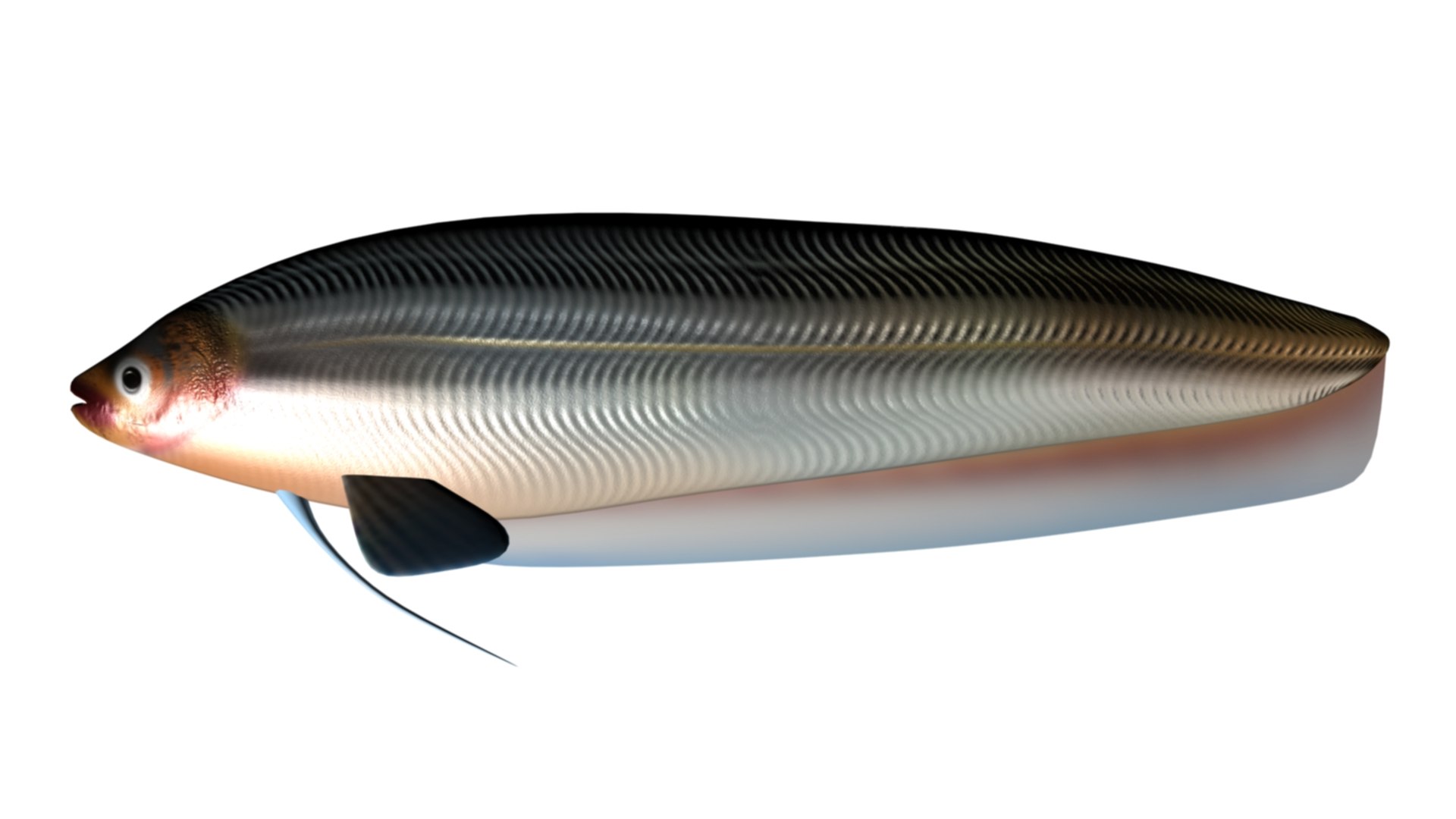 3D Butterfish Pabda - TurboSquid 2047090