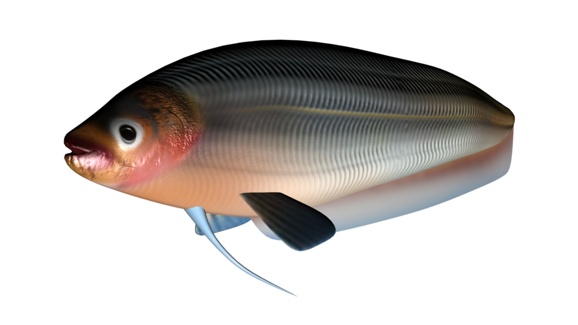 3D Butterfish Pabda - TurboSquid 2047090