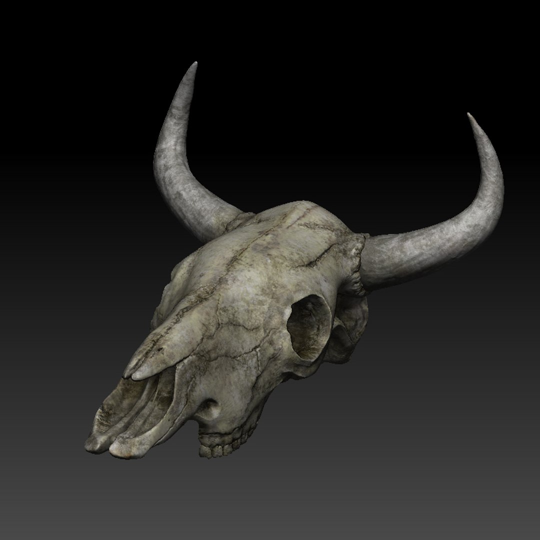 Cow Skull Max