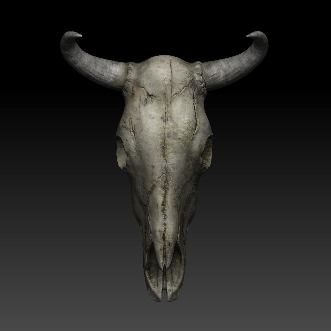 Cow Skull Max