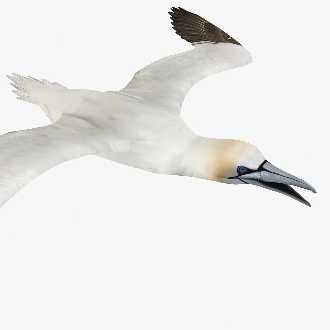 Northern Gannet 3d Model
