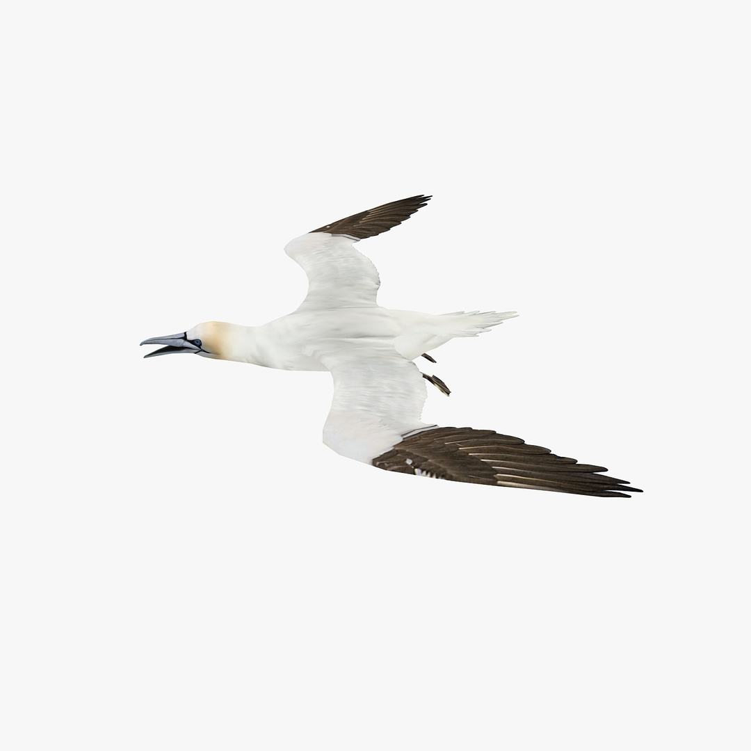 Northern Gannet 3d Model