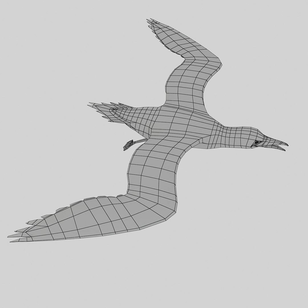 Northern Gannet 3d Model