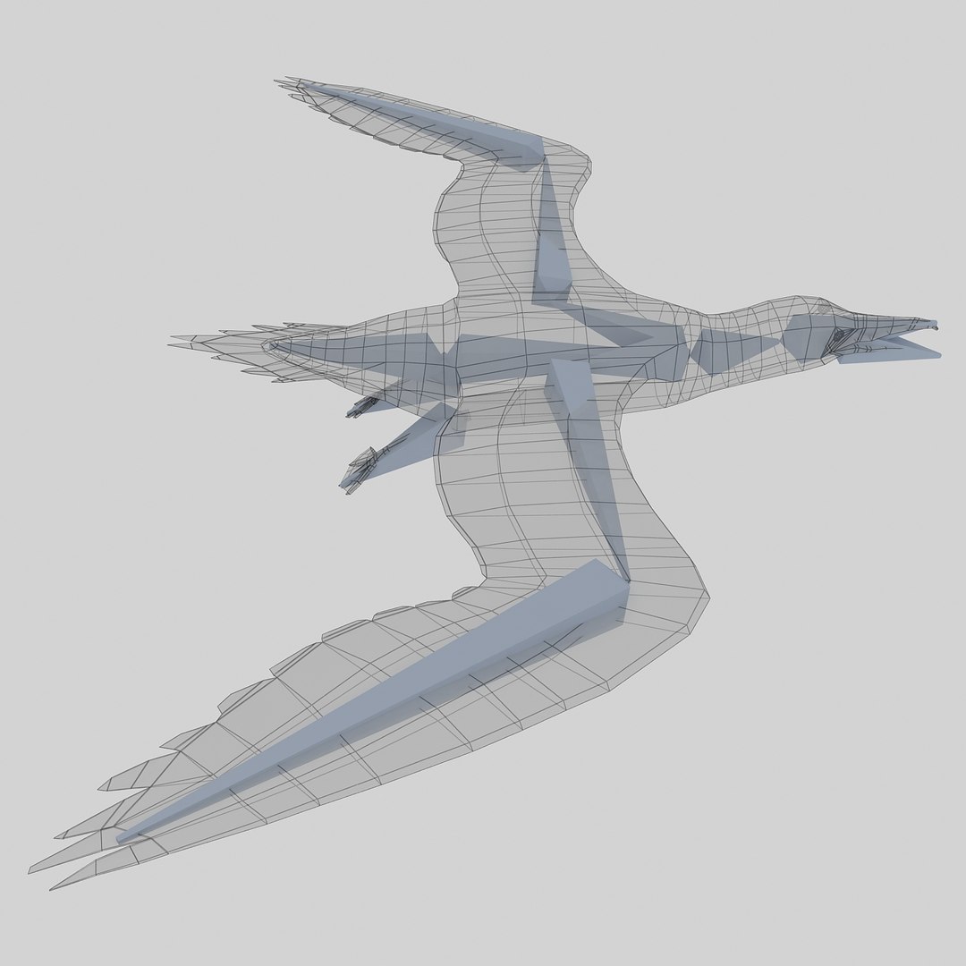 Northern Gannet 3d Model