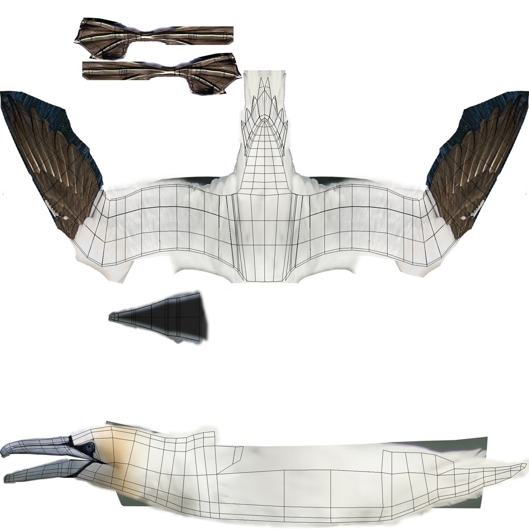 Northern Gannet 3d Model