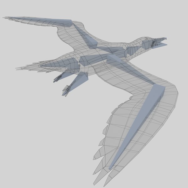 northern gannet 3d model