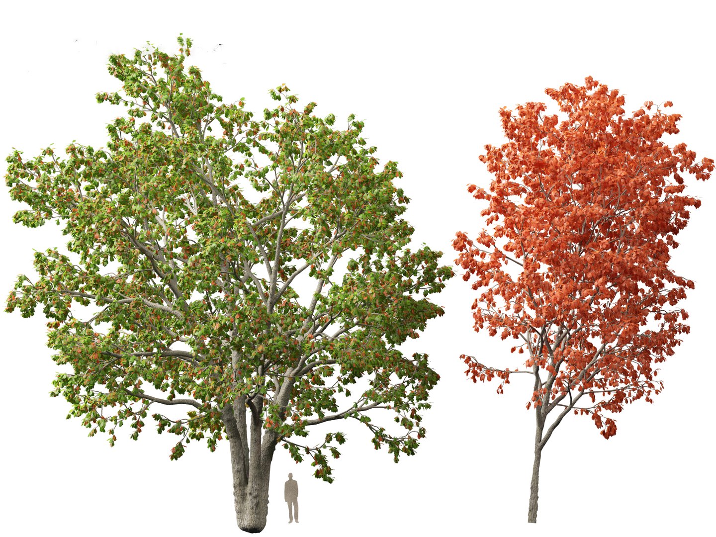 Quercus Rubra - The Northern Red Oak 3D Model - TurboSquid 2112288