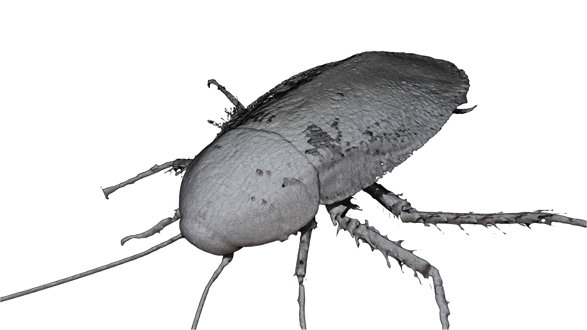 3D Smoky Brown Cockroach CT Scan - TurboSquid 1766135