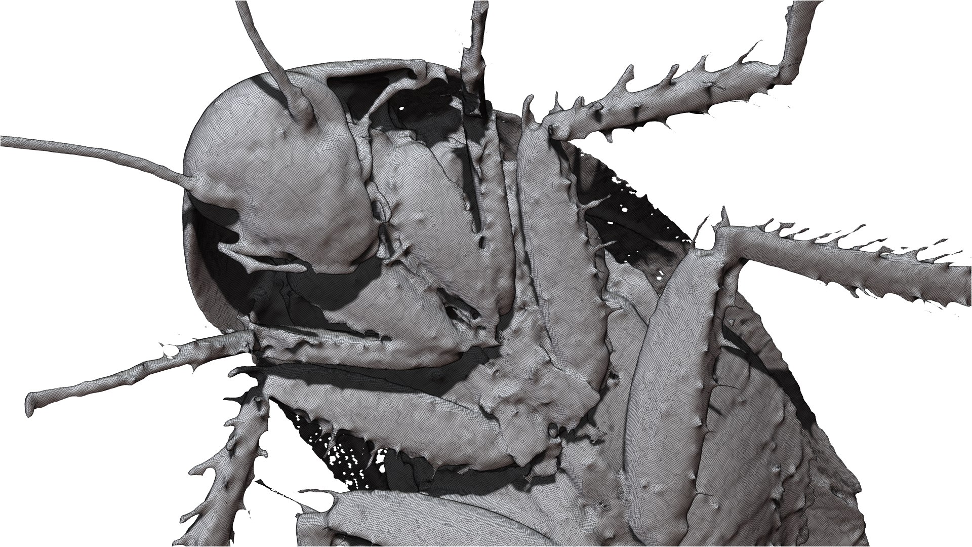 3D Smoky Brown Cockroach CT Scan - TurboSquid 1766135