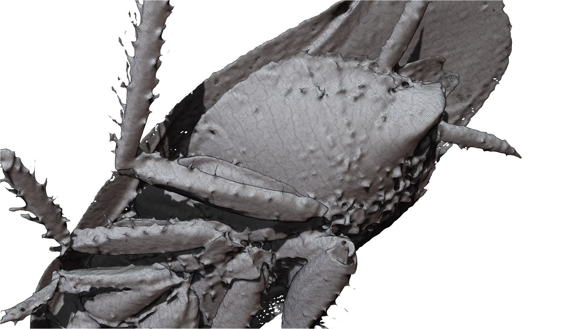 3D Smoky Brown Cockroach CT Scan - TurboSquid 1766135