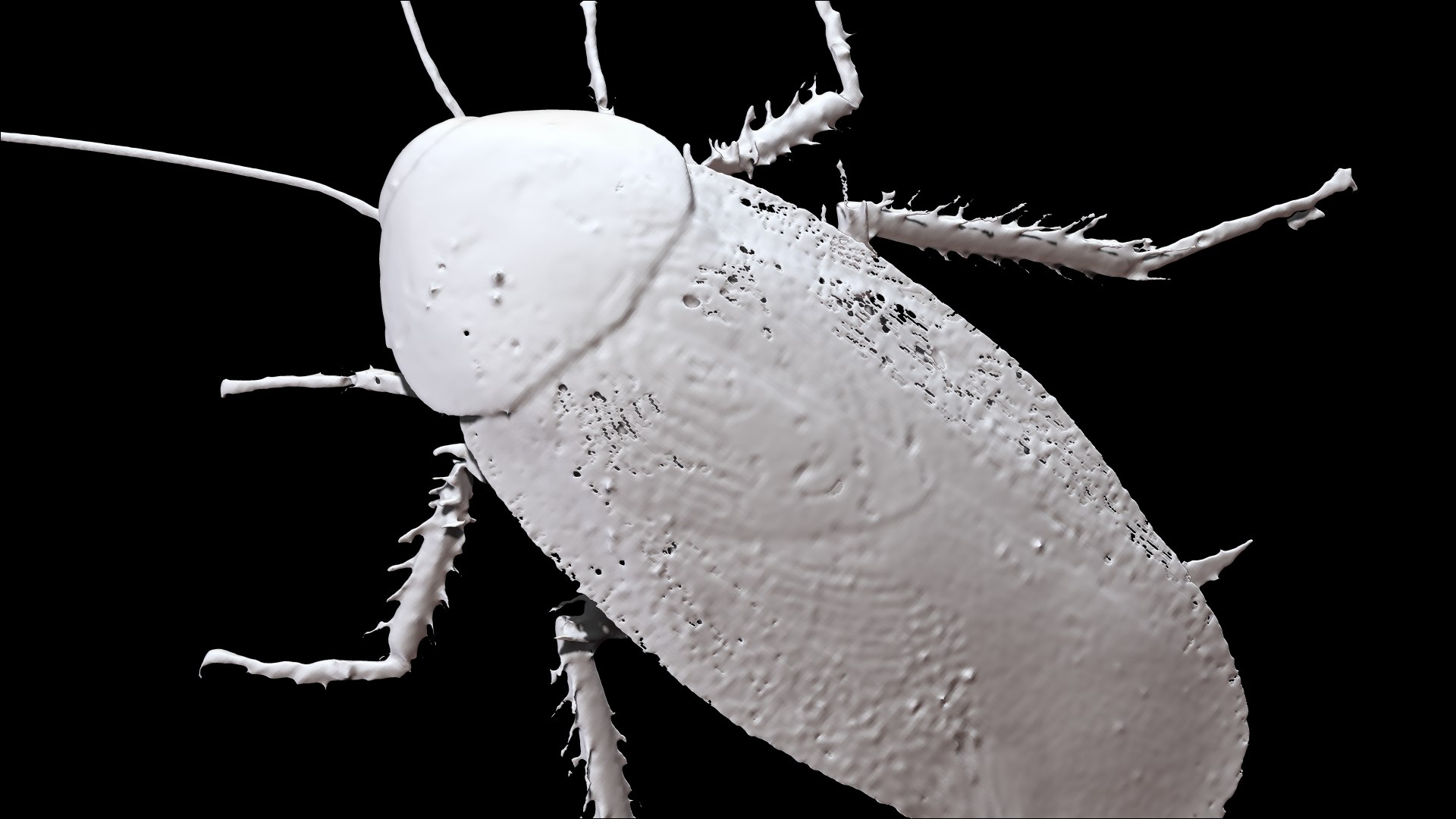 3D Smoky Brown Cockroach CT Scan - TurboSquid 1766135