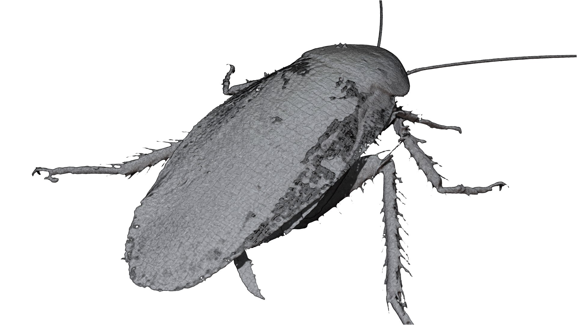 3D Smoky Brown Cockroach CT Scan - TurboSquid 1766135