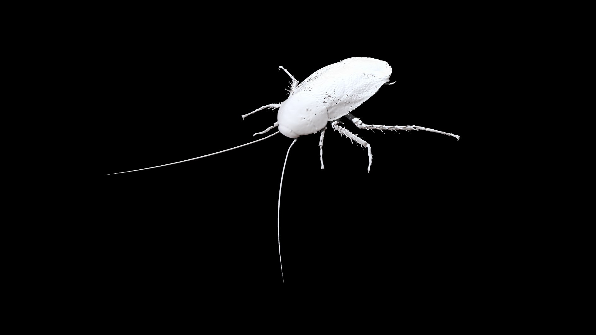 3D Smoky Brown Cockroach CT Scan - TurboSquid 1766135