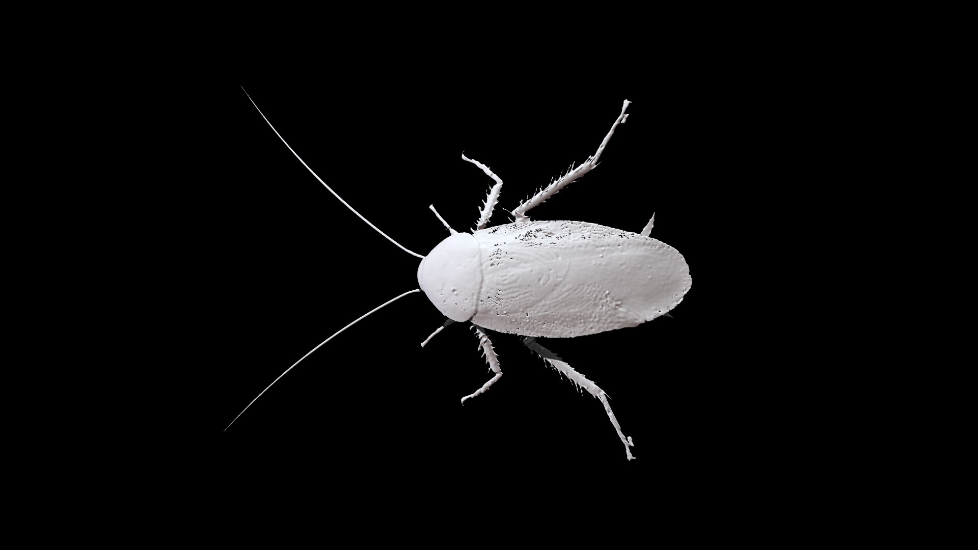 3D Smoky Brown Cockroach CT Scan - TurboSquid 1766135