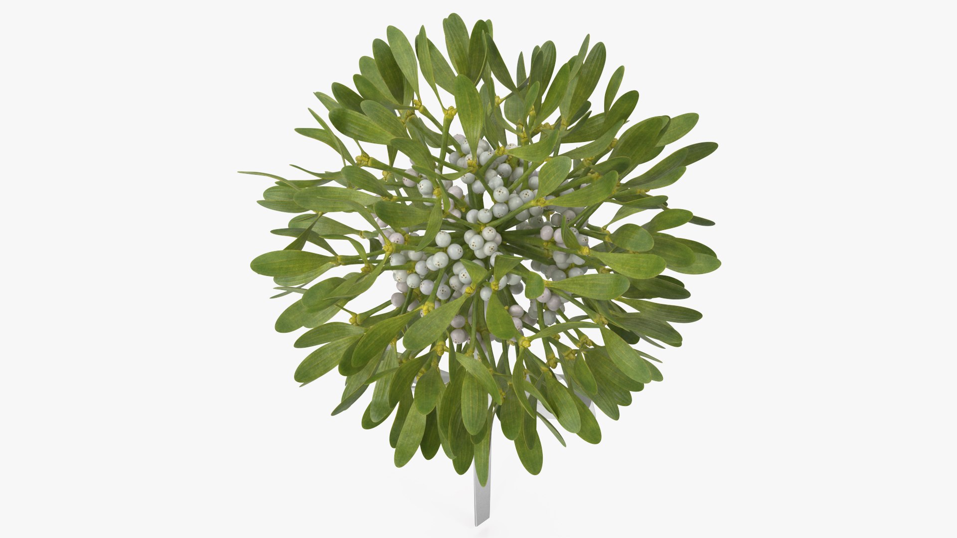 Mistletoe V 2 With White Bow 2 3D Model - TurboSquid 1807563