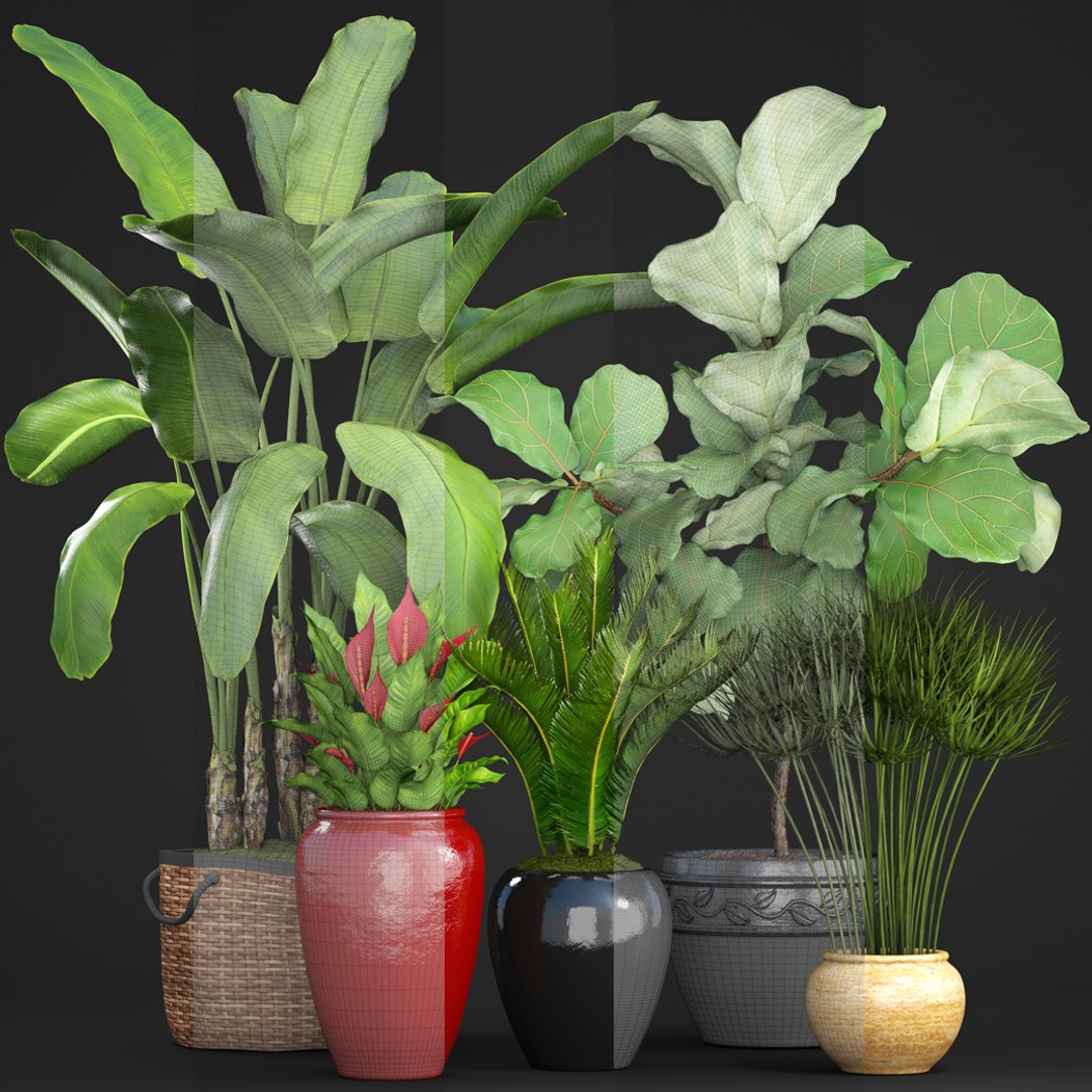 3D Model Plants Cycas Ficus - TurboSquid 1187317