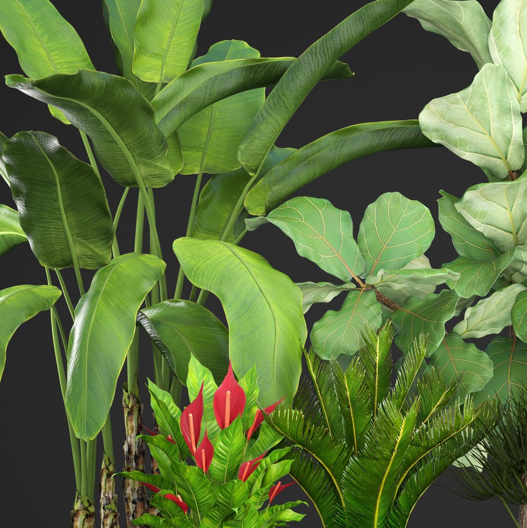 3D Model Plants Cycas Ficus - TurboSquid 1187317