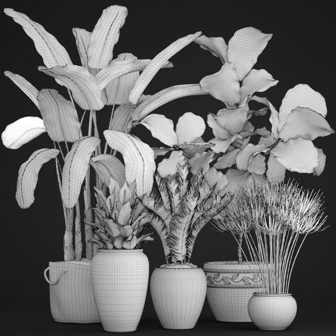 3D Model Plants Cycas Ficus - TurboSquid 1187317