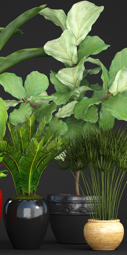 3D Model Plants Cycas Ficus - TurboSquid 1187317