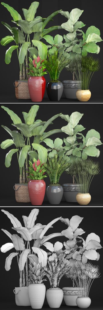 3D Model Plants Cycas Ficus - TurboSquid 1187317