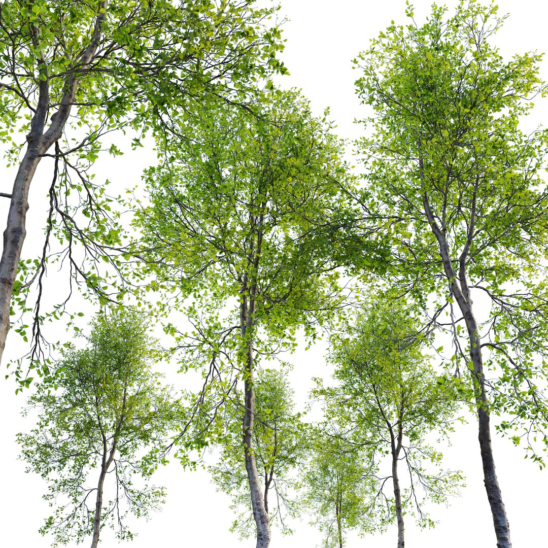 3D Young Beech Tree - TurboSquid 1980725