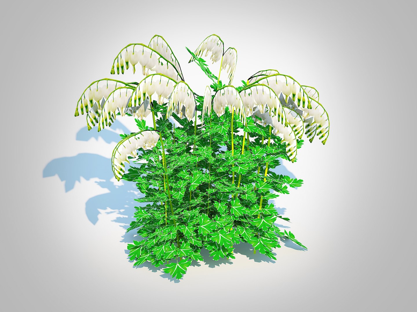 3D Dicentra Spectabilis Alba - White Bleeding Heart - TurboSquid 2294697