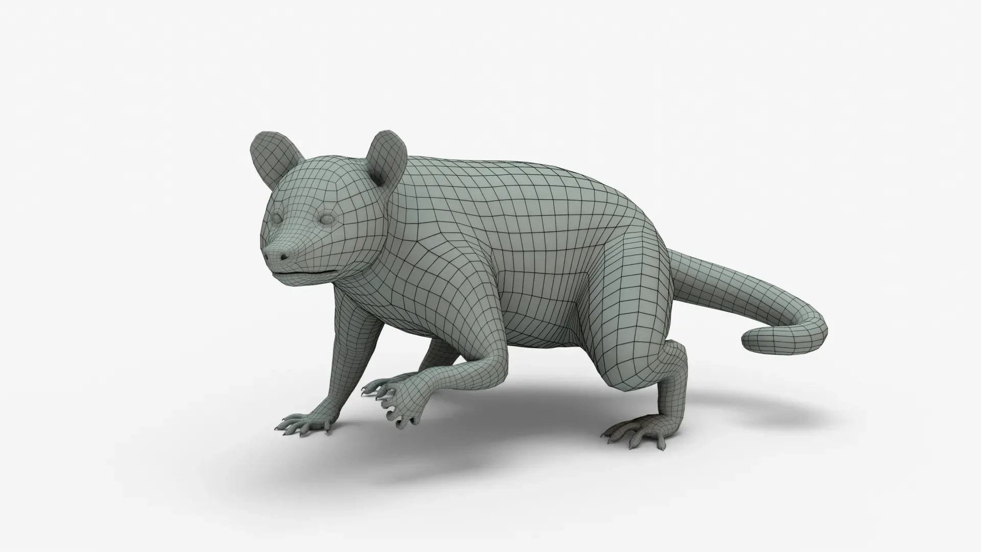 Raccoon Rigged Basemesh 3D - TurboSquid 2204904