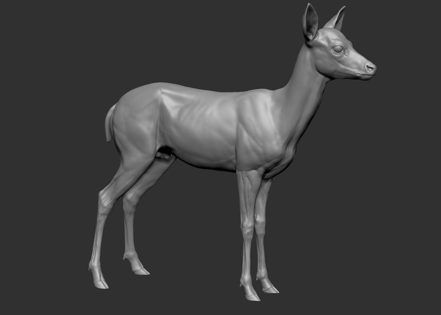 Fawn deer 3D model - TurboSquid 1401164