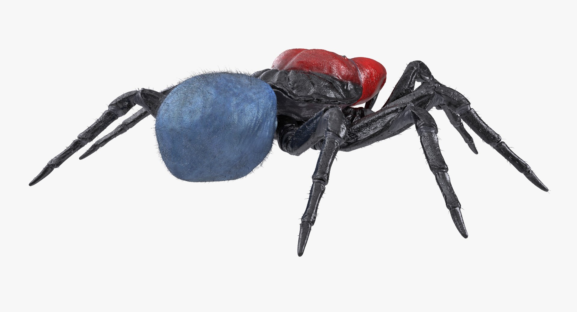Mouse Spider Rigged Fur Model - TurboSquid 1167485