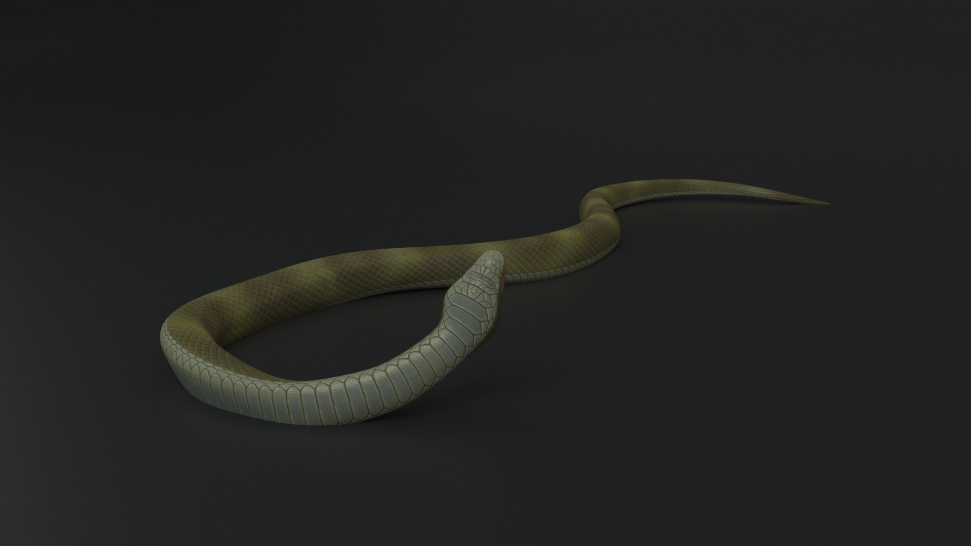 Snake Rigged And Animated 3D Model - TurboSquid 1954053