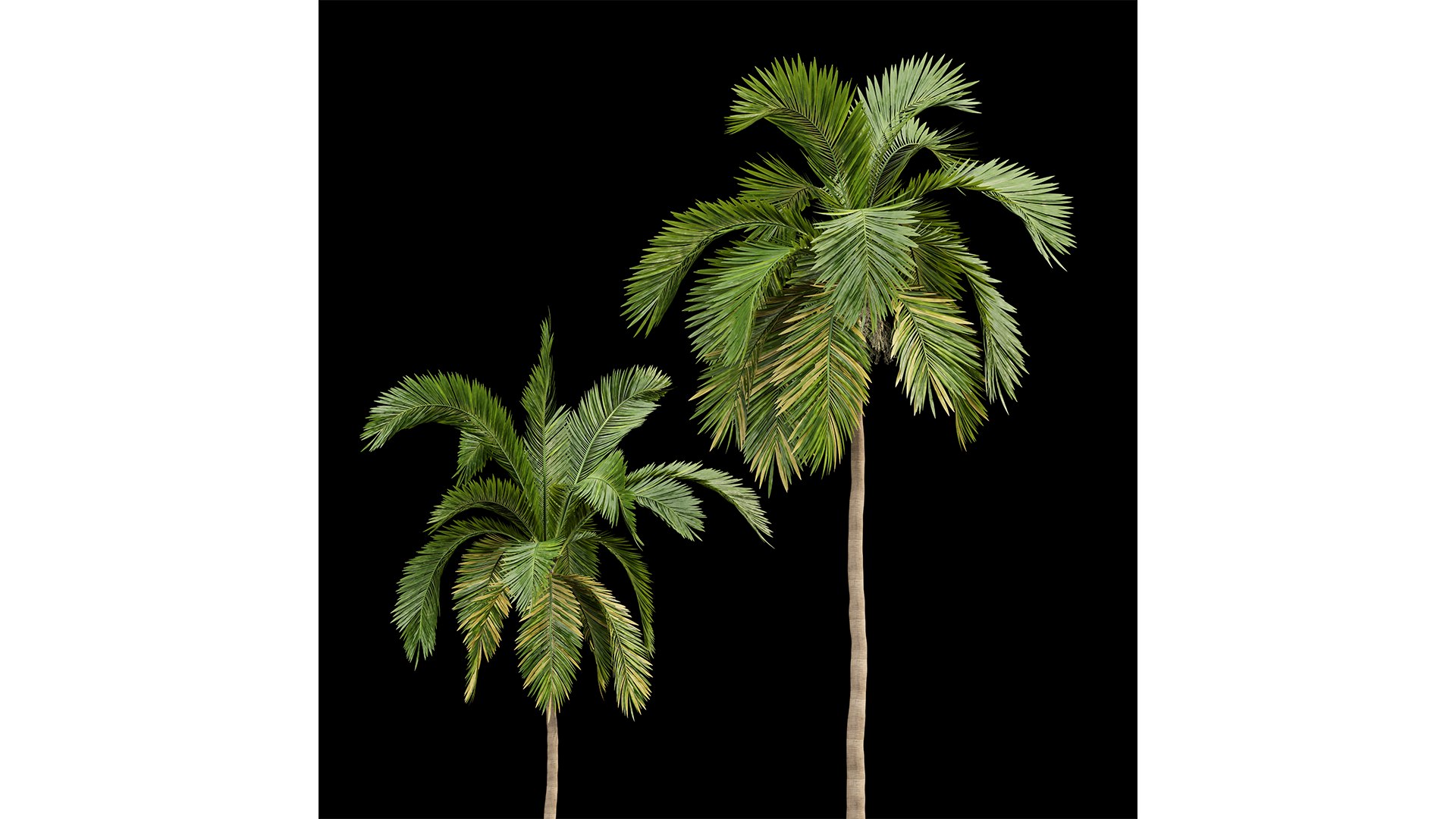 Queen Palm 4 Trees Syagrus Romanzoffiana 3D - TurboSquid 2254635