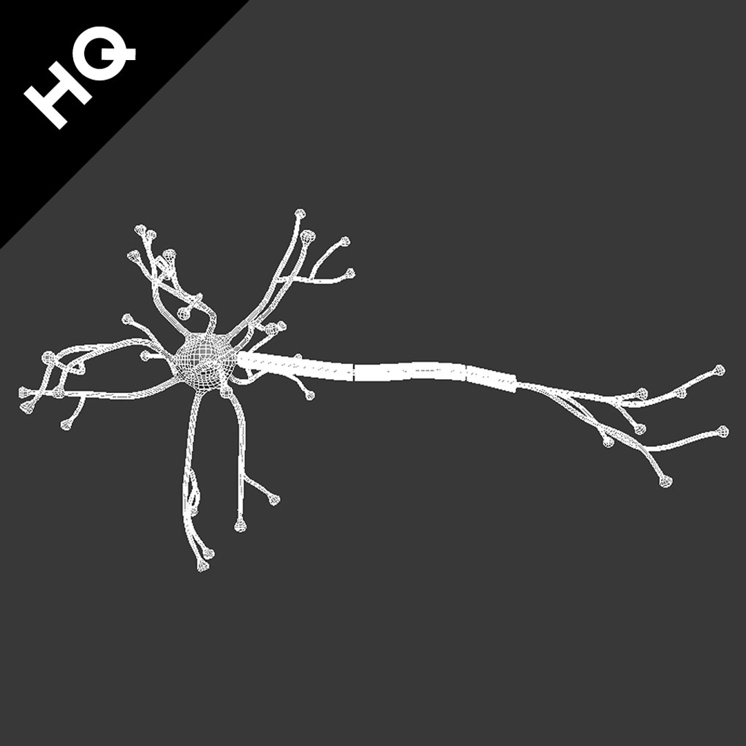 3d model neuron