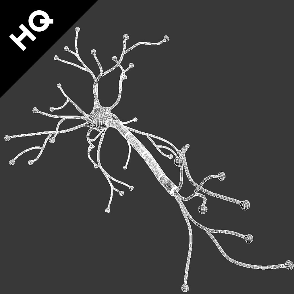 3d model neuron