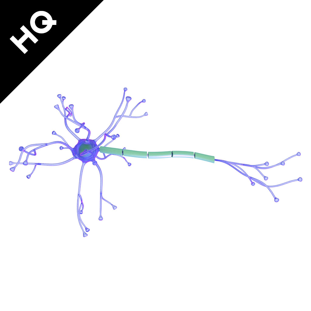 3d model neuron