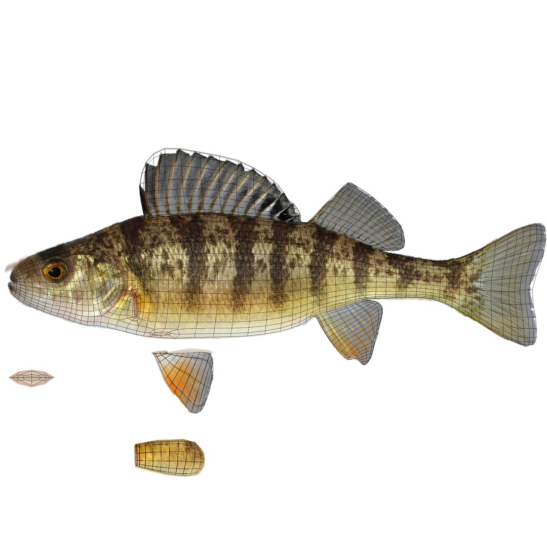 3D Yellow Perch - TurboSquid 1171474