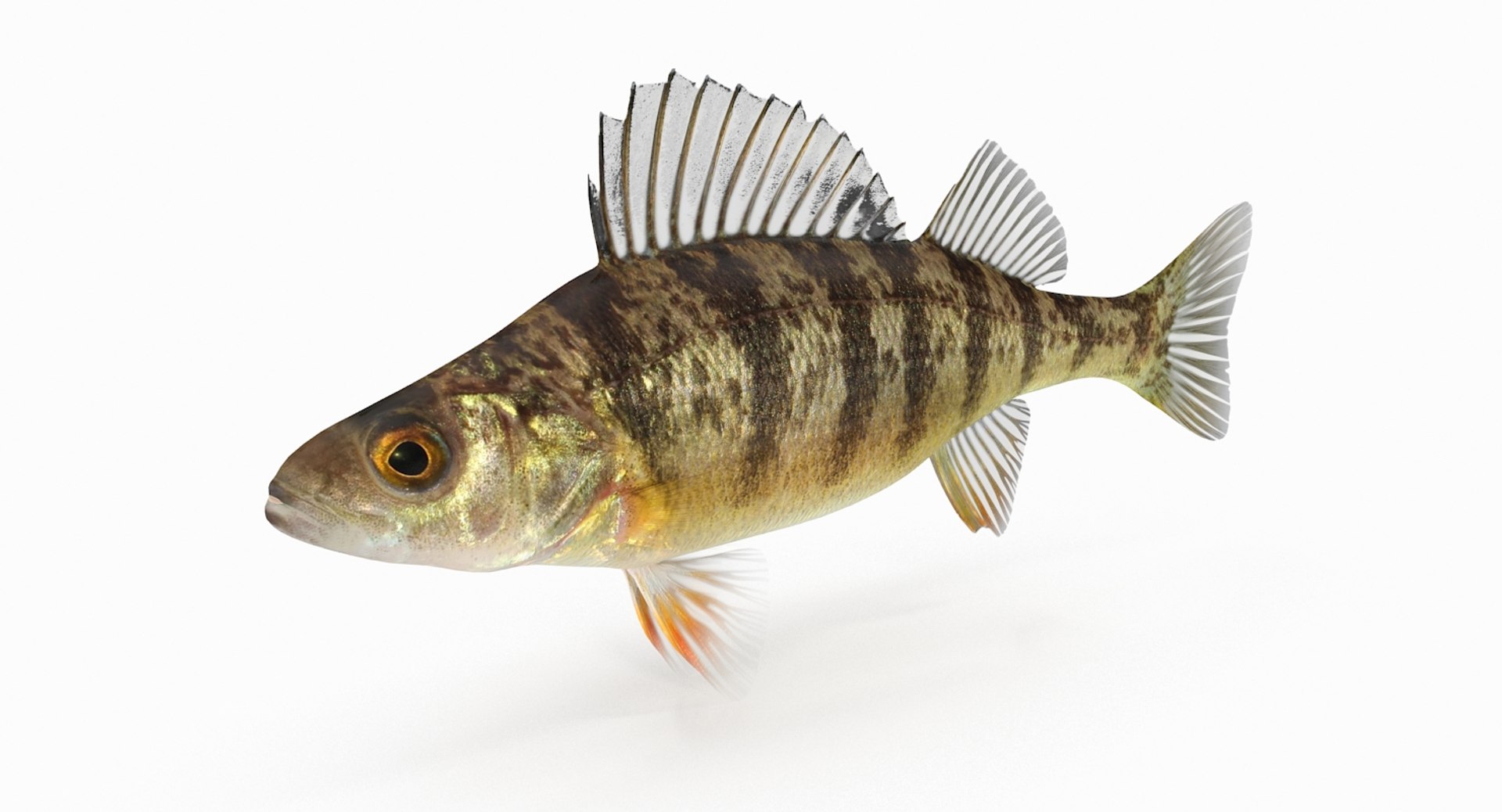 3D Yellow Perch - TurboSquid 1171474