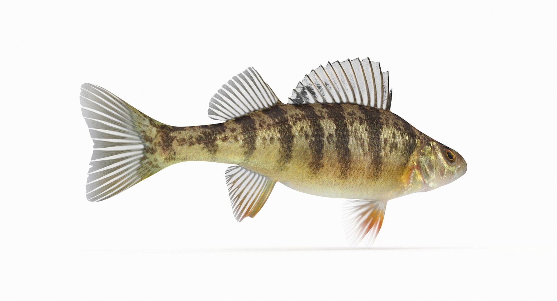 3D Yellow Perch - TurboSquid 1171474