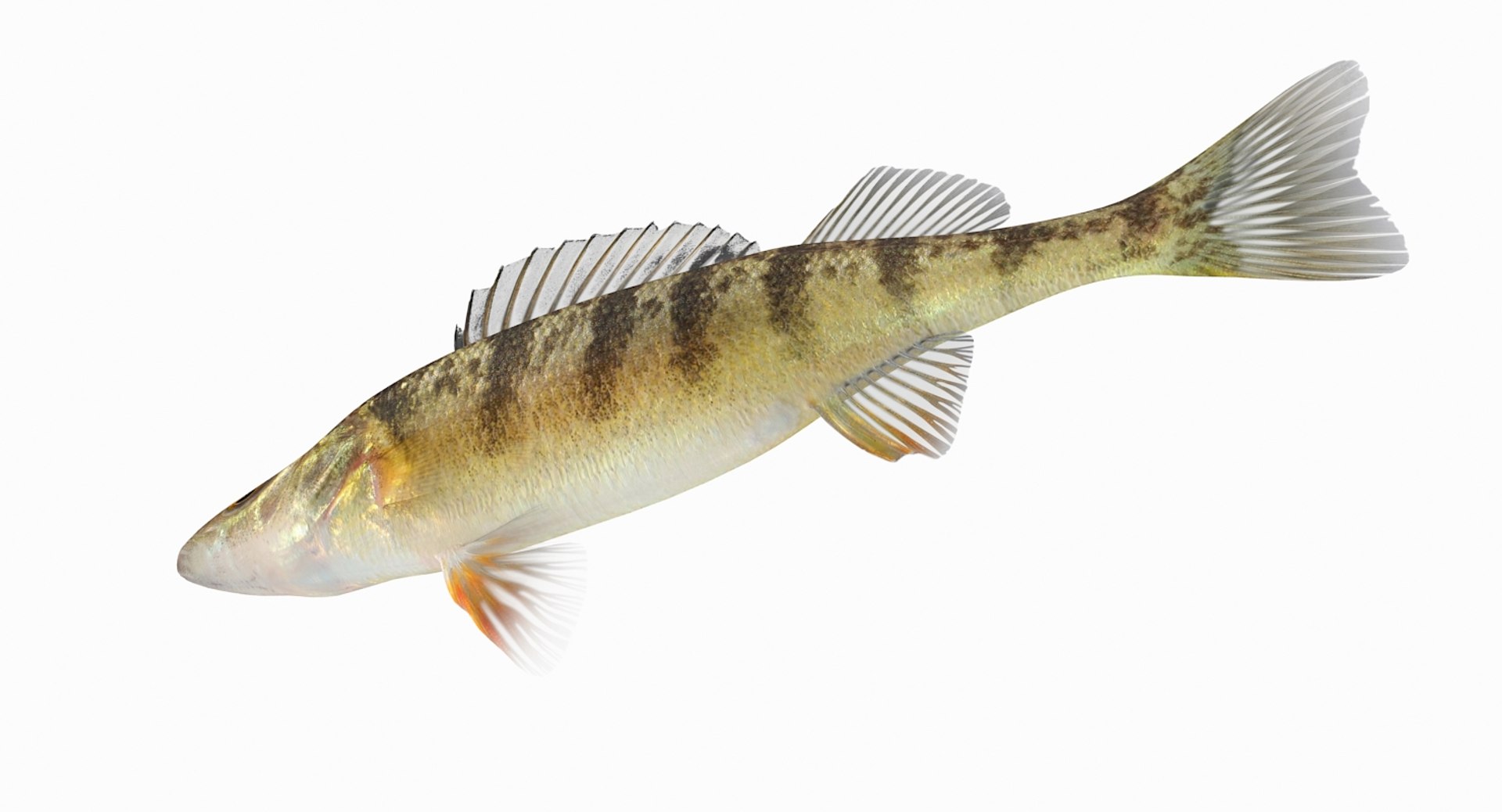 3D Yellow Perch - TurboSquid 1171474